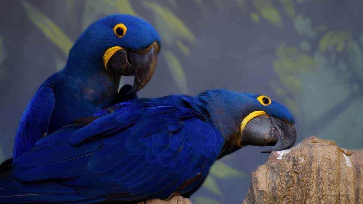 Arara azul – A maior na família das as araras!