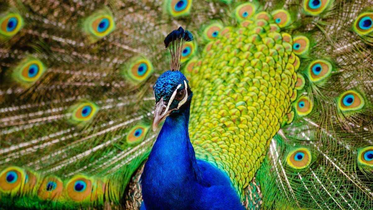 Pavão - Lindo animal que sabe como dançar para uma fêmea