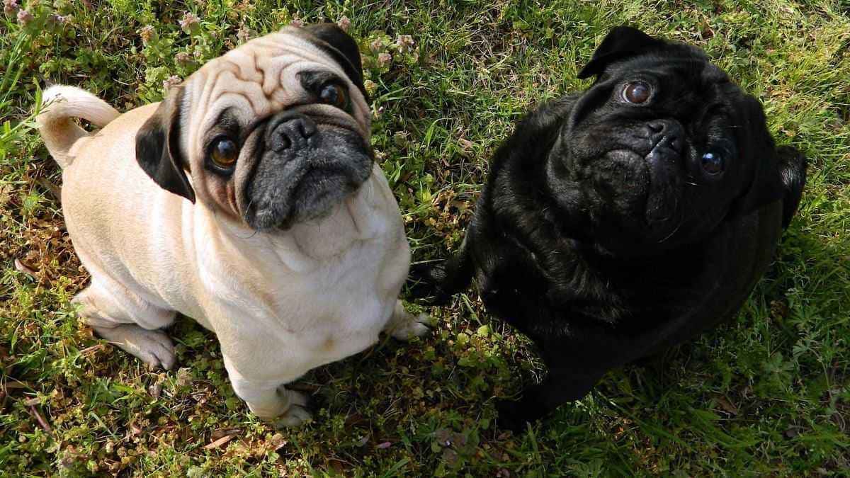 Cachorro Pug absolutamente tudo o que você precisa saber