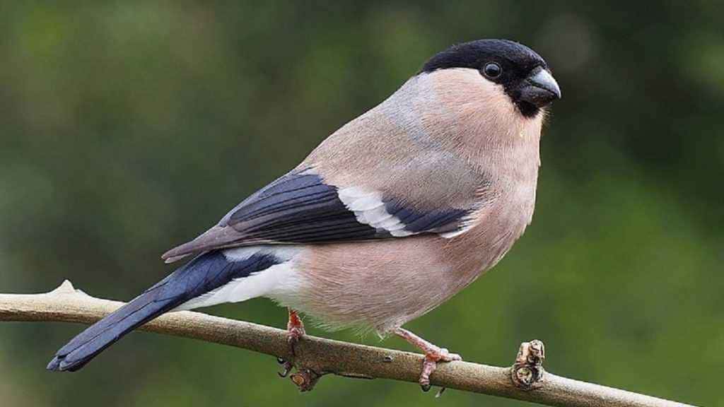 Homem causa extinção de 322 animais em 500 anos