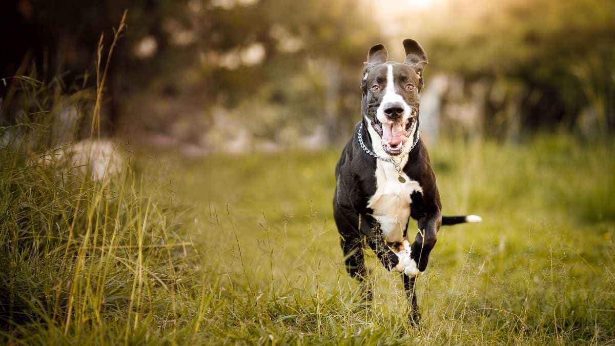 Raças de cachorros grande: conheça as melhores opções para quem busca ...