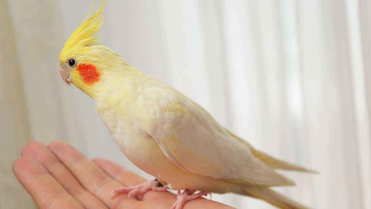 Como criar calopsita solta: dicas e cuidados