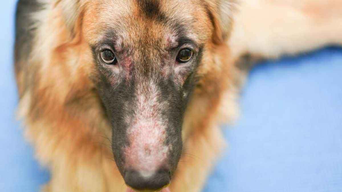 Lupus Eritematoso Discoide Caes - RETOEDU